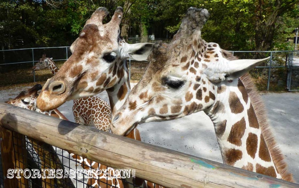 Fall Break Adventures: Memphis Zoo